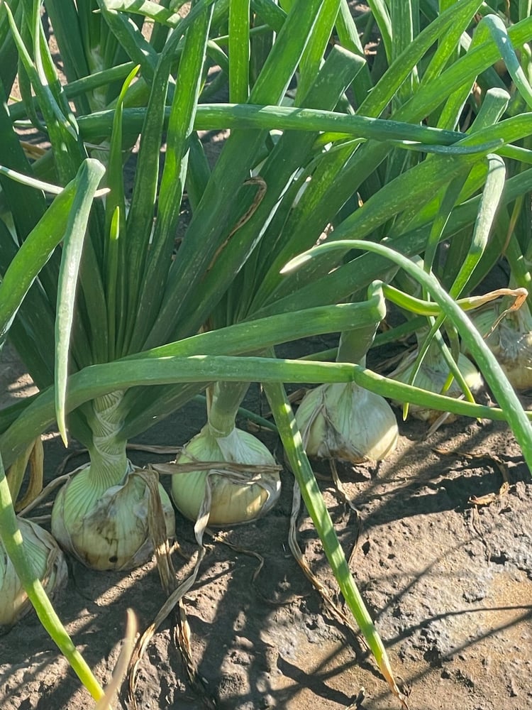 Thrips vs Onions: How to control this prolific pest