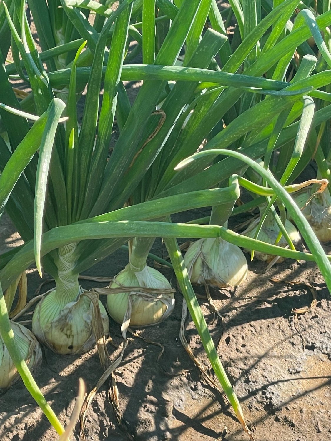 Thrips vs Onions: How to control this prolific pest