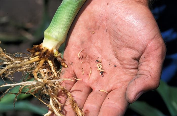 Understanding Corn Rootworm and Its Impact on Corn Production