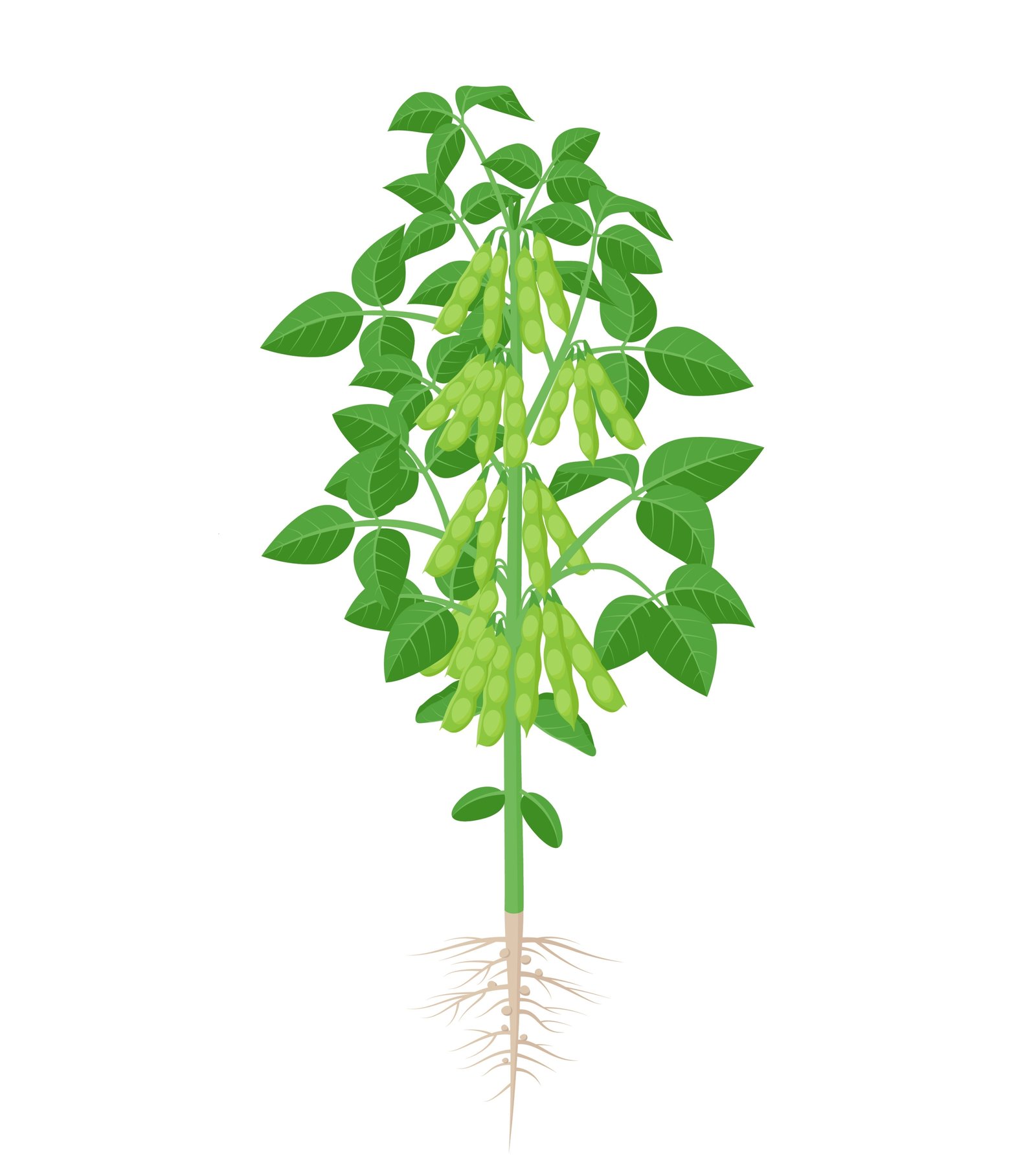 Soybeans | Vive Crop Protection