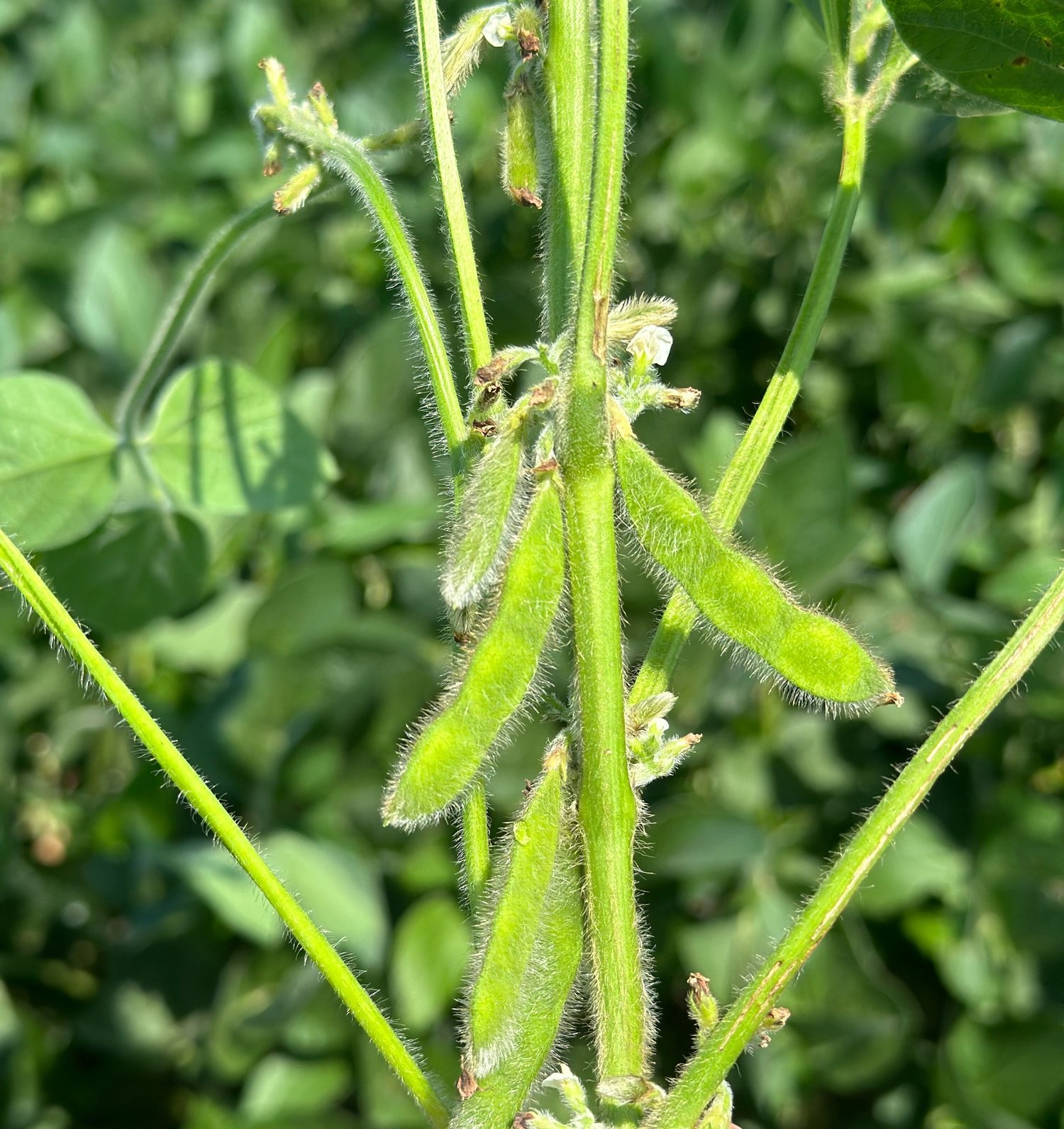 Soybeans | Vive Crop Protection