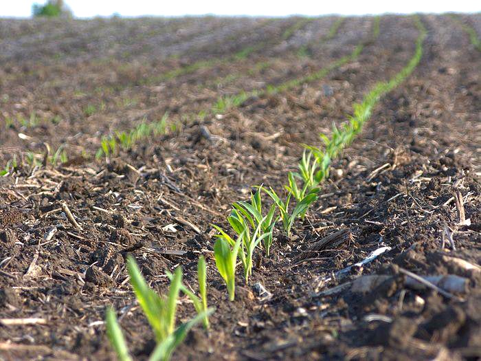 Top 5 Reasons to use In-furrow Fertilizer